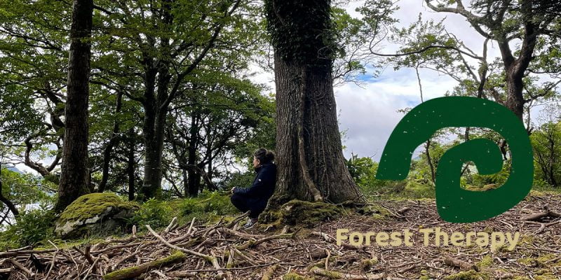 Forest Therapy – The Nature Hub